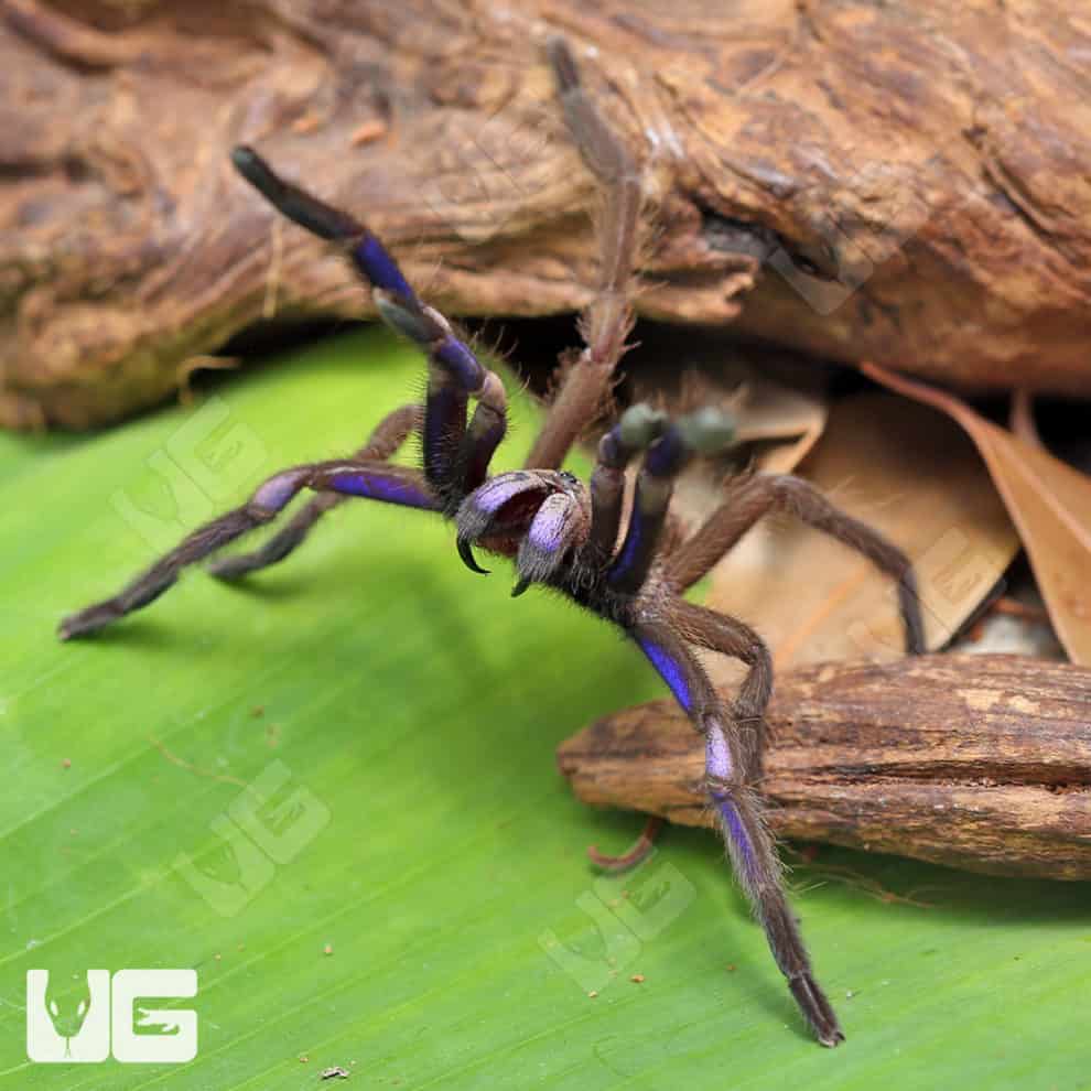 Vietnam Electric Blue Earth Tiger Tarantula (Chilobrachys sp) For Sale ...