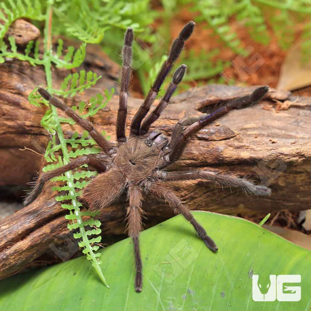 Vietnam Electric Blue Earth Tiger Tarantula (Chilobrachys sp) For Sale ...