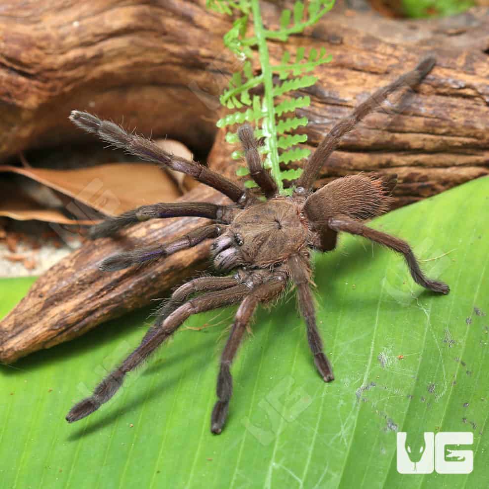 Vietnam Electric Blue Earth Tiger Tarantula (Chilobrachys sp) For Sale ...