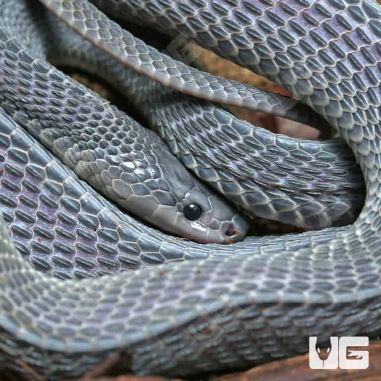 New Reptiles & Amphibians - Underground Reptiles