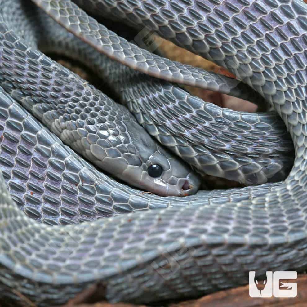 Reptiles for Sale - Snakes, Bearded Dragons, Turtles and More!