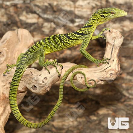 Green Tree Monitors For Sale - Underground Reptiles