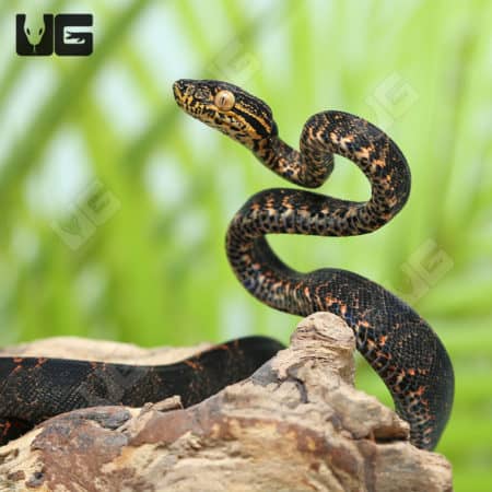 Baby Halloween Phase Amazon Tree Boas For Sale - Underground Reptiles