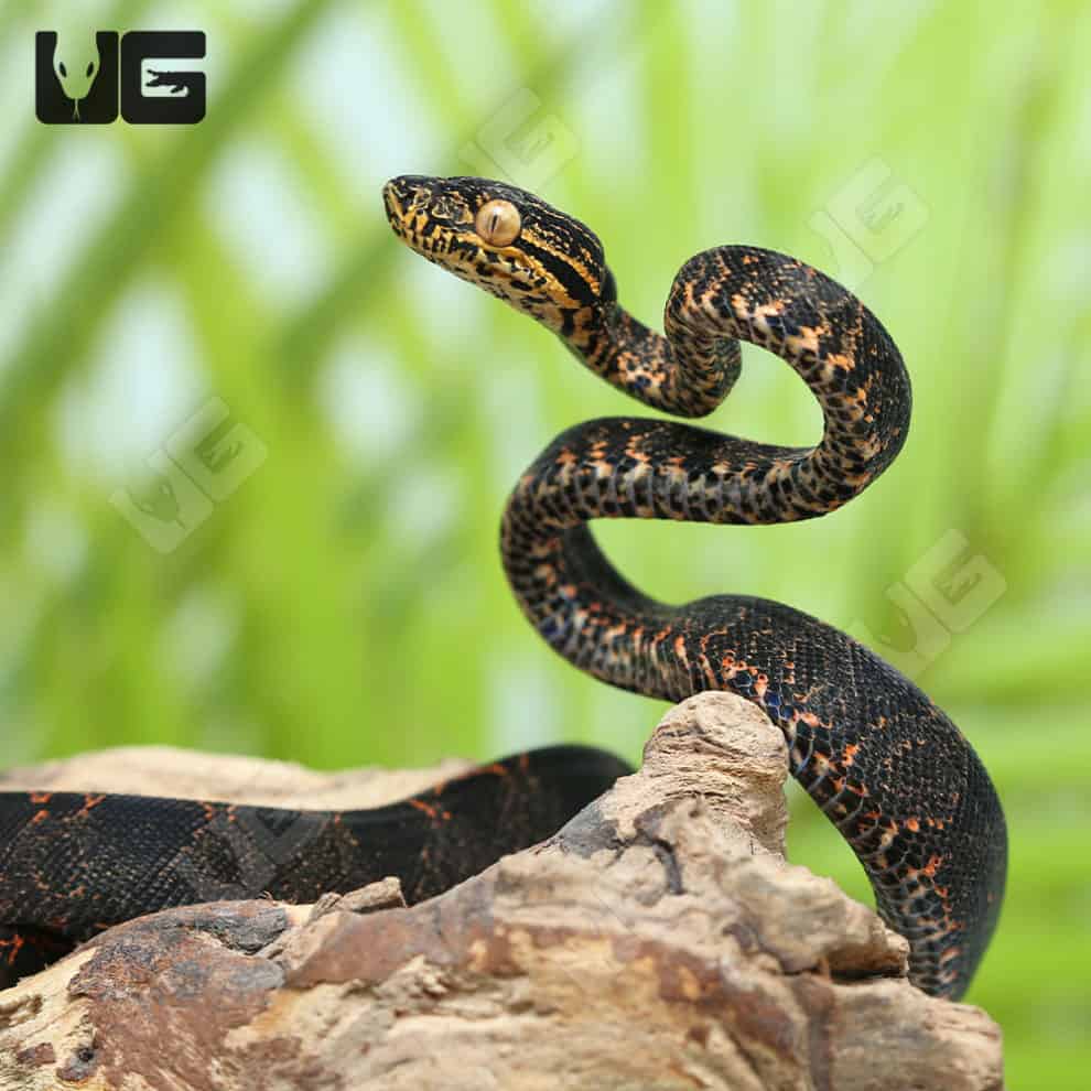 Baby Halloween Phase Amazon Tree Boas For Sale - Underground Reptiles