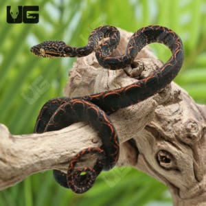 Baby Halloween Phase Amazon Tree Boas For Sale - Underground Reptiles