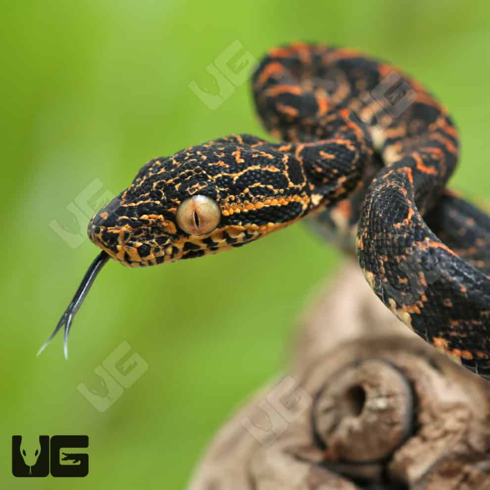 Captive Bred Animals - Underground Reptiles
