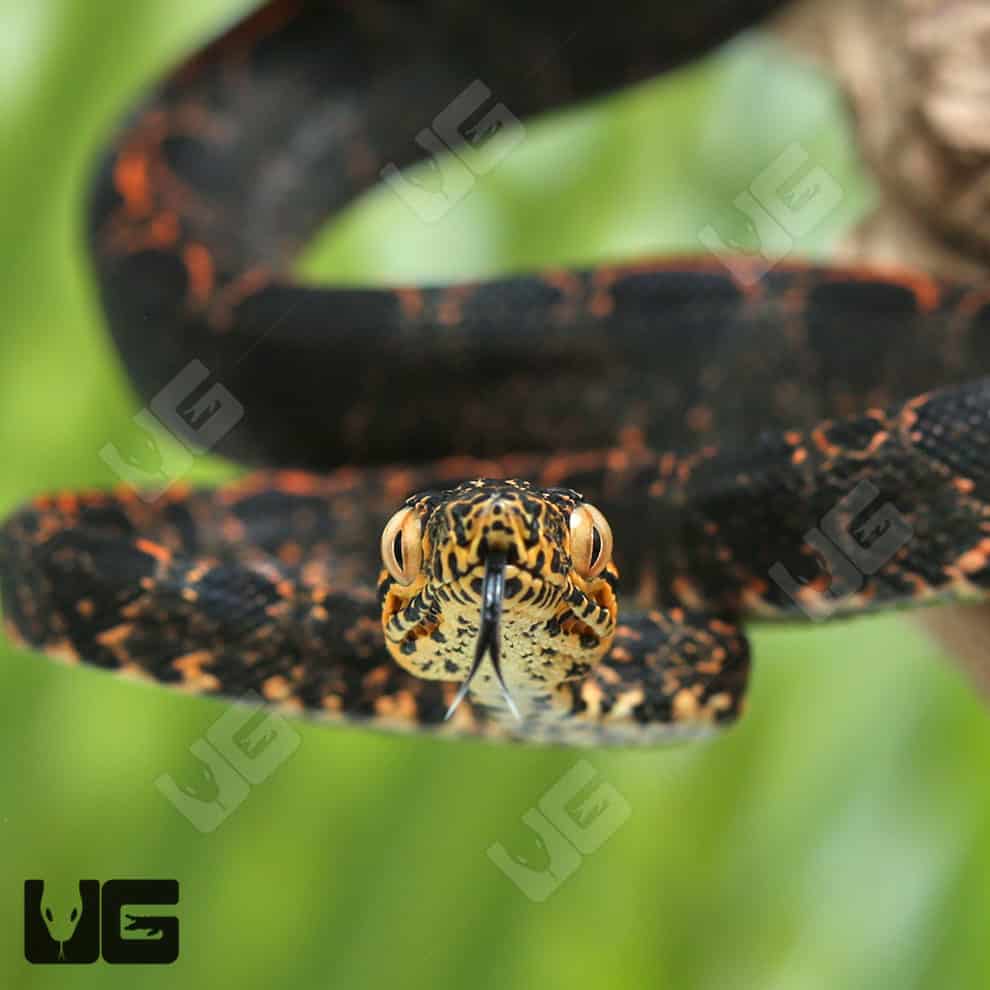 Baby Halloween Phase Amazon Tree Boas For Sale - Underground Reptiles