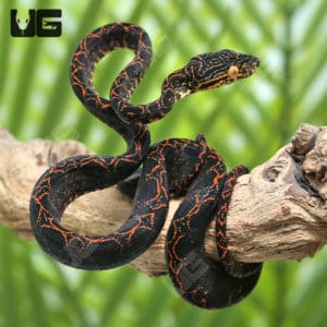 Boas For Sale - Underground Reptiles