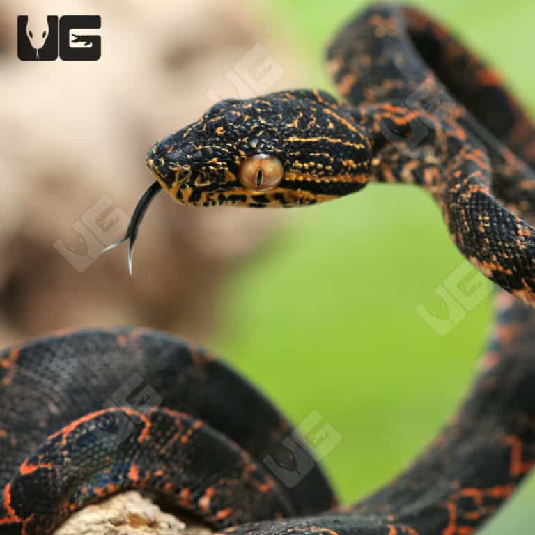 Boas For Sale - Underground Reptiles
