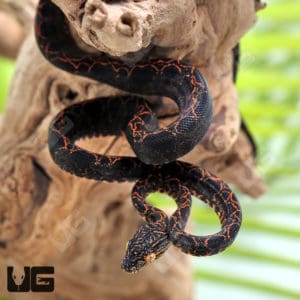 Baby Halloween Phase Amazon Tree Boas For Sale - Underground Reptiles