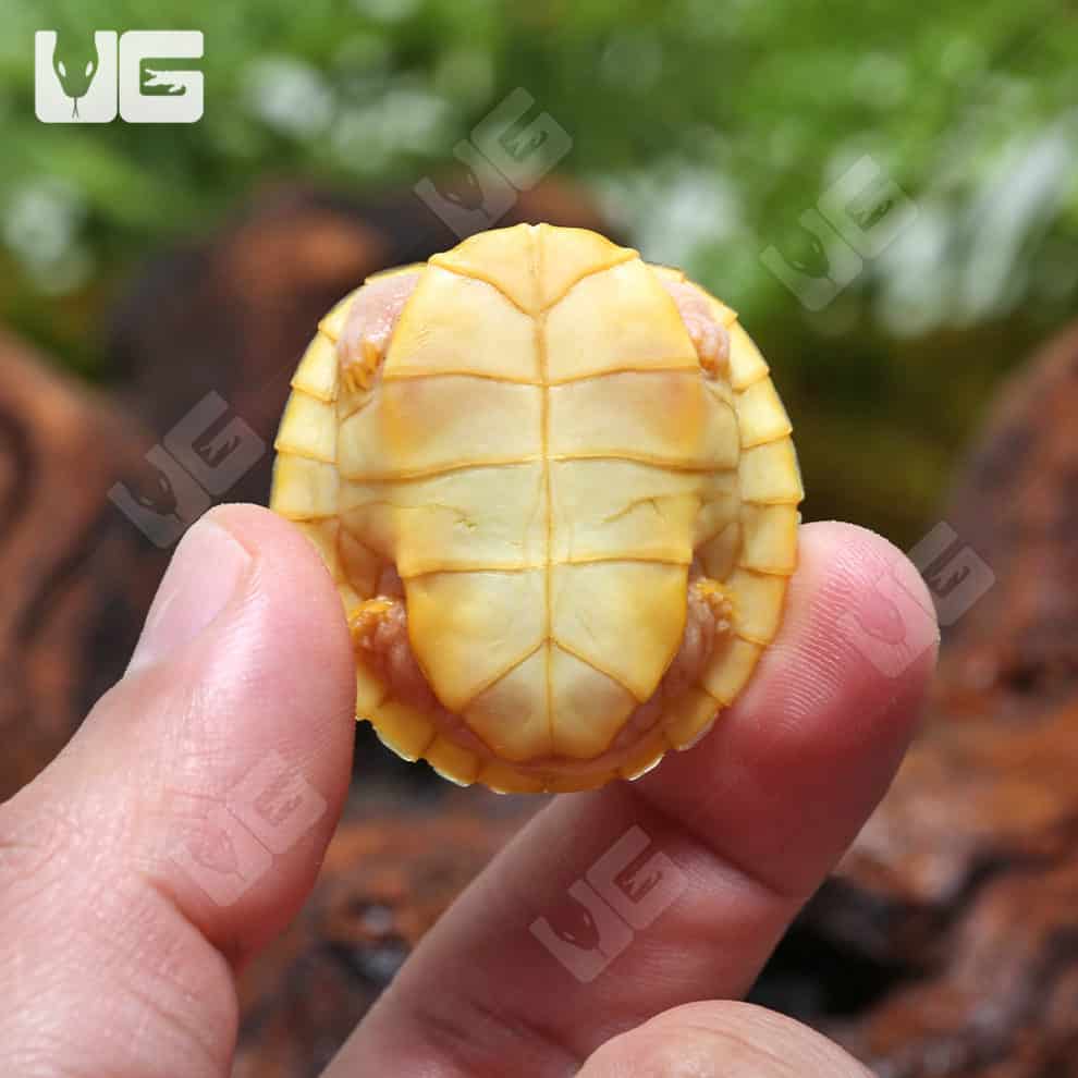 Baby Snow Albino Red Ear Slider Turtles For Sale - Underground Reptiles