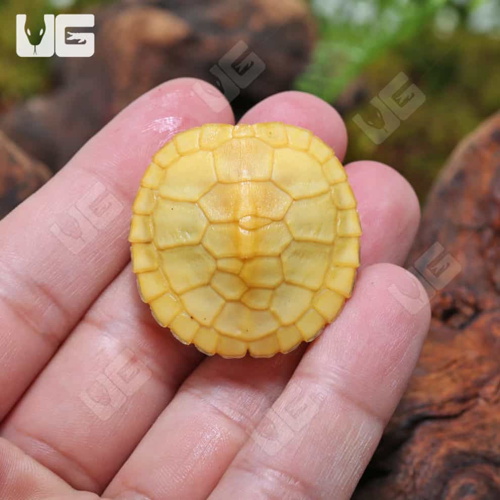 Baby Snow Albino Red Ear Slider Turtles For Sale - Underground Reptiles