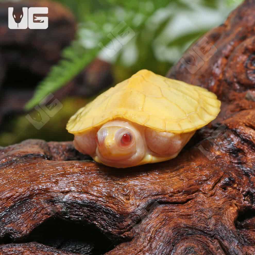 Baby Snow Albino Red Ear Slider Turtles For Sale - Underground Reptiles