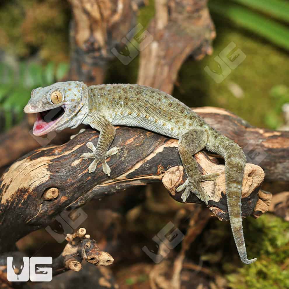Tokay Geckos (Gekko gecko) For Sale - Underground Reptiles