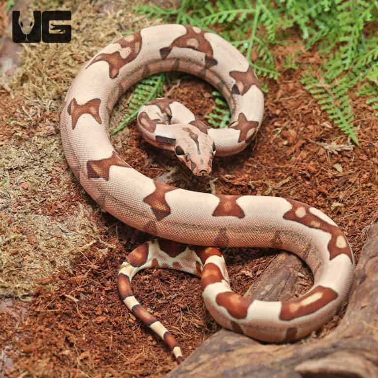Baby Male Hypo Pos. Jungle Redtail Boa (Boa constrictor imperator) For ...