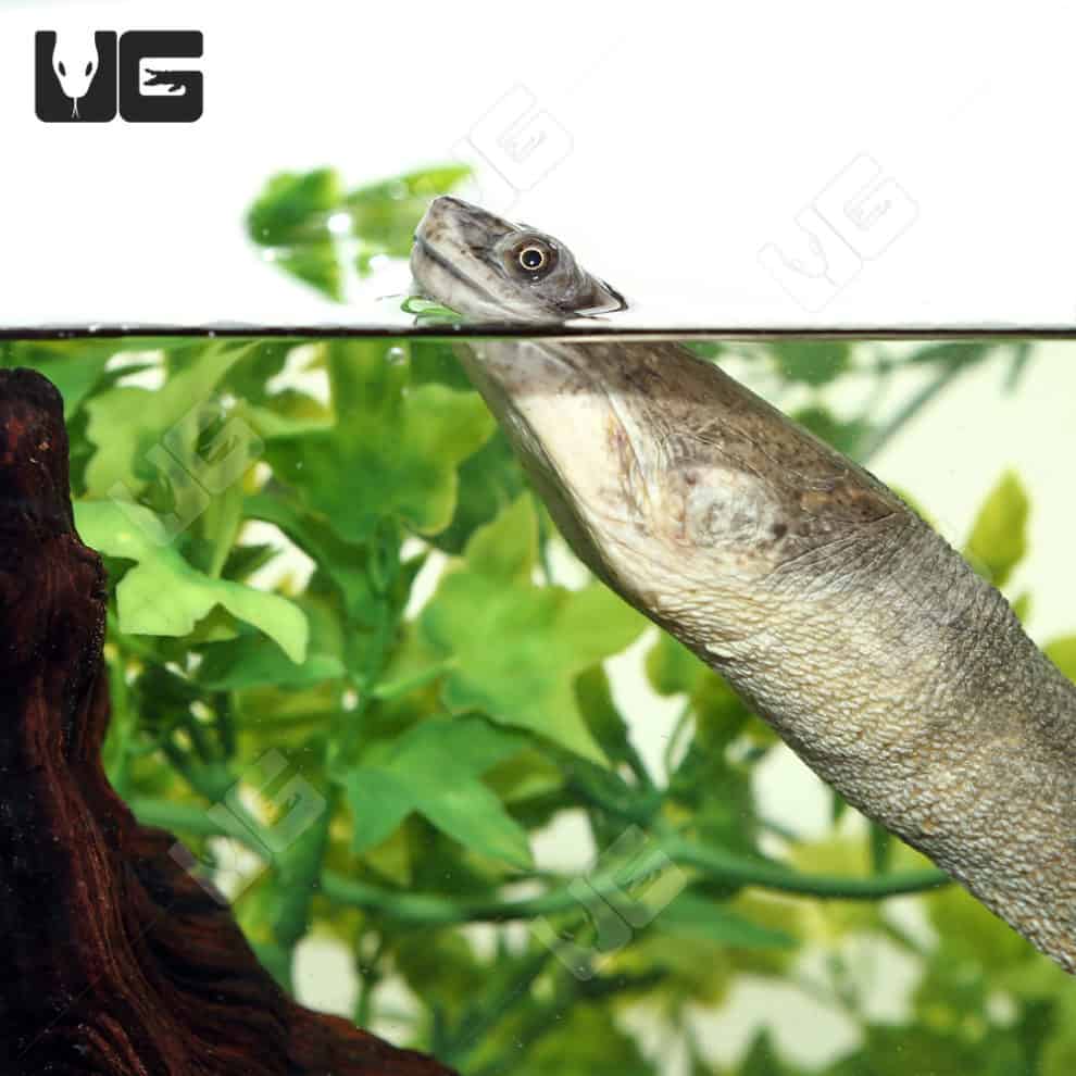 Baby Siebenrock\\\'s Snake Necked Turtles For Sale - Underground Reptiles