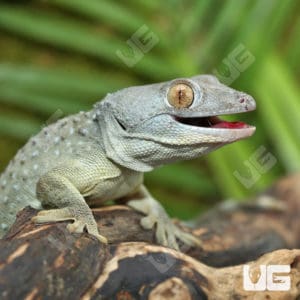 Other Geckos For Sale - Underground Reptiles