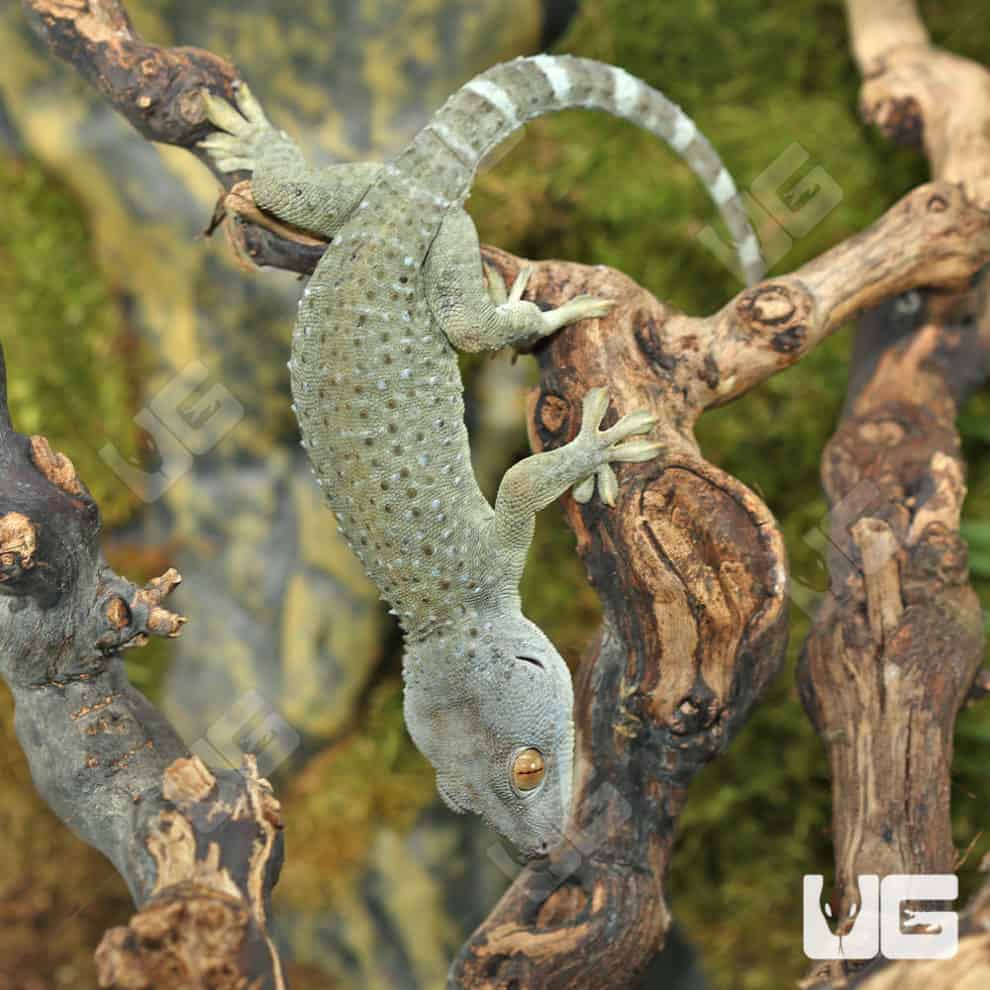 Patternless Green Tokay Gecko Pairs For Sale - Underground Reptiles