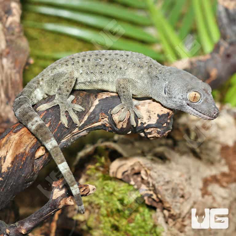 Patternless Green Tokay Gecko Pairs For Sale - Underground Reptiles