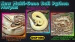 Underground Reptiles - Exotic Reptiles, Amphibians, Lizards and Mammals
