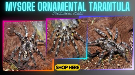 Underground Reptiles - Exotic Reptiles, Amphibians, Lizards and Mammals