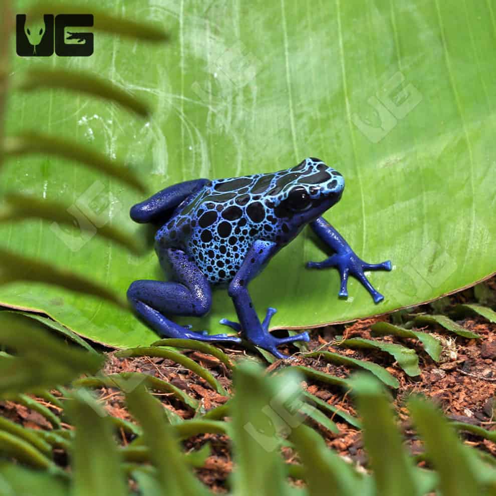Blue Azureus Tinctorius Dart Frogs For Sale - Underground Reptiles
