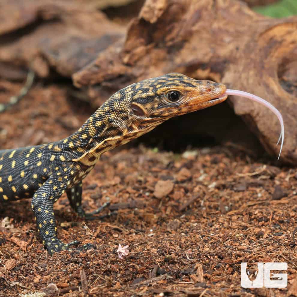 Baby Yellow Quince Monitors For Sale - Underground Reptiles