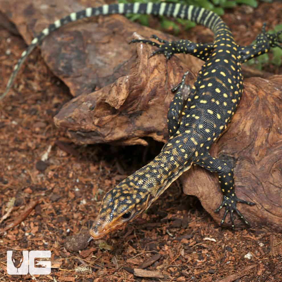 Baby Yellow Quince Monitors For Sale - Underground Reptiles