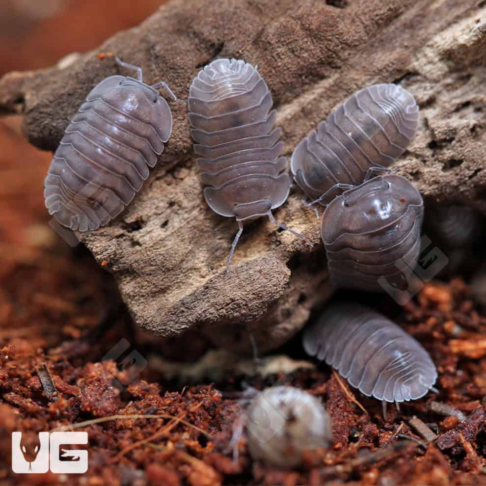 Isopods For Sale - Underground Reptiles