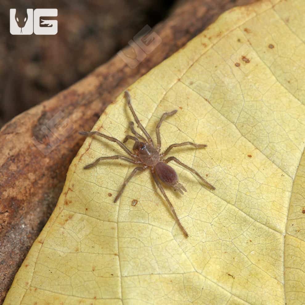 Borneo Neon Blue Leg Tarantulas For Sale - Underground Reptiles