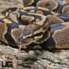 Ball Pythons For Sale - Underground Reptiles