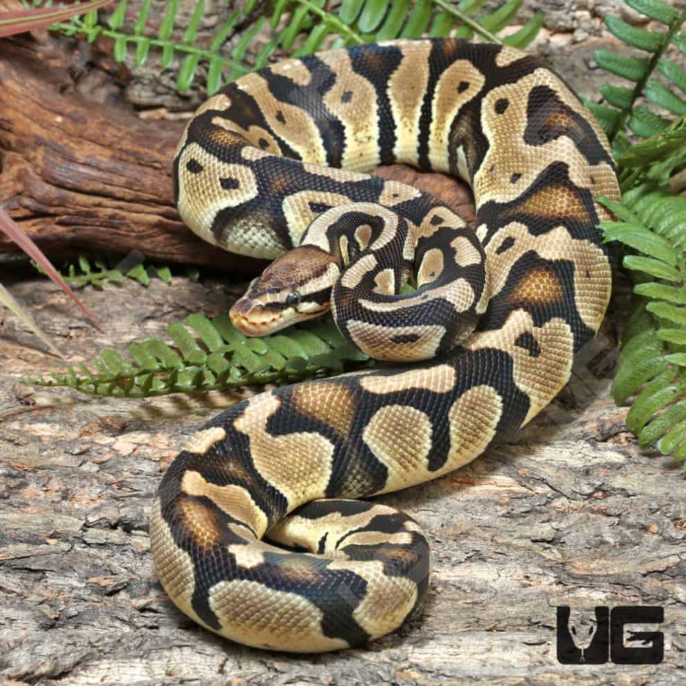 Ball Pythons For Sale - Underground Reptiles