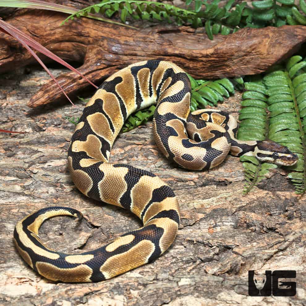 2018 Lavender Albino Spider Ball Python For Sale - Underground Reptiles