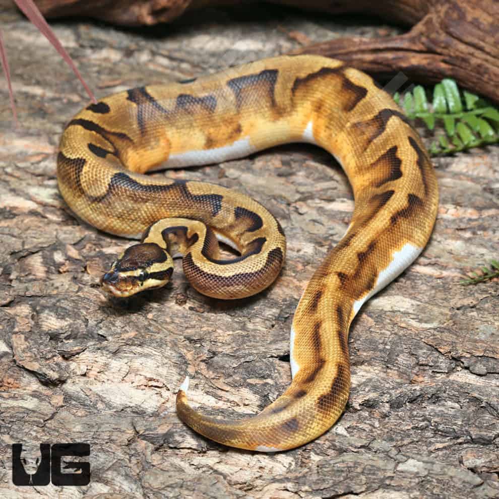 Ball Pythons For Sale - Underground Reptiles