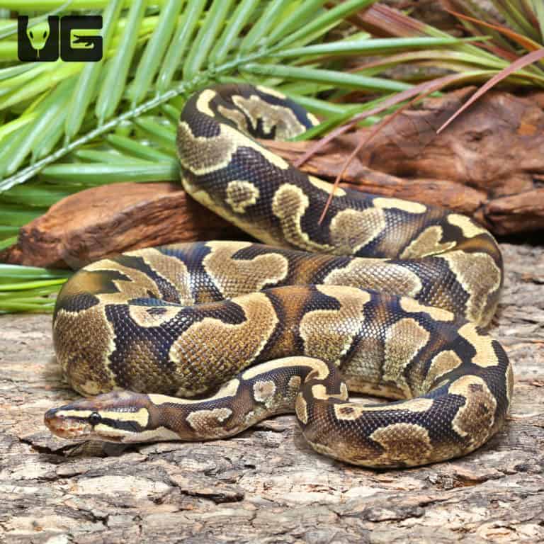 Ball Pythons For Sale - Underground Reptiles