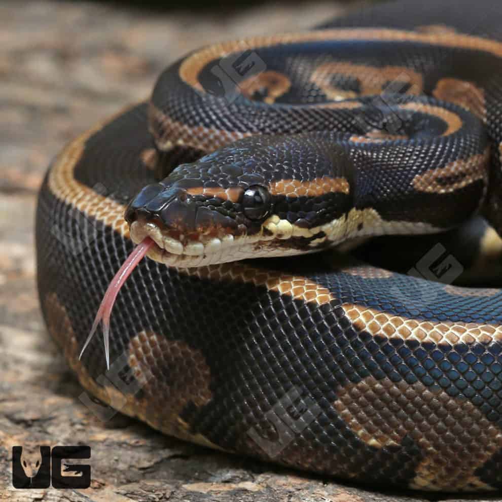 2018 Lavender Albino Spider Ball Python For Sale - Underground Reptiles