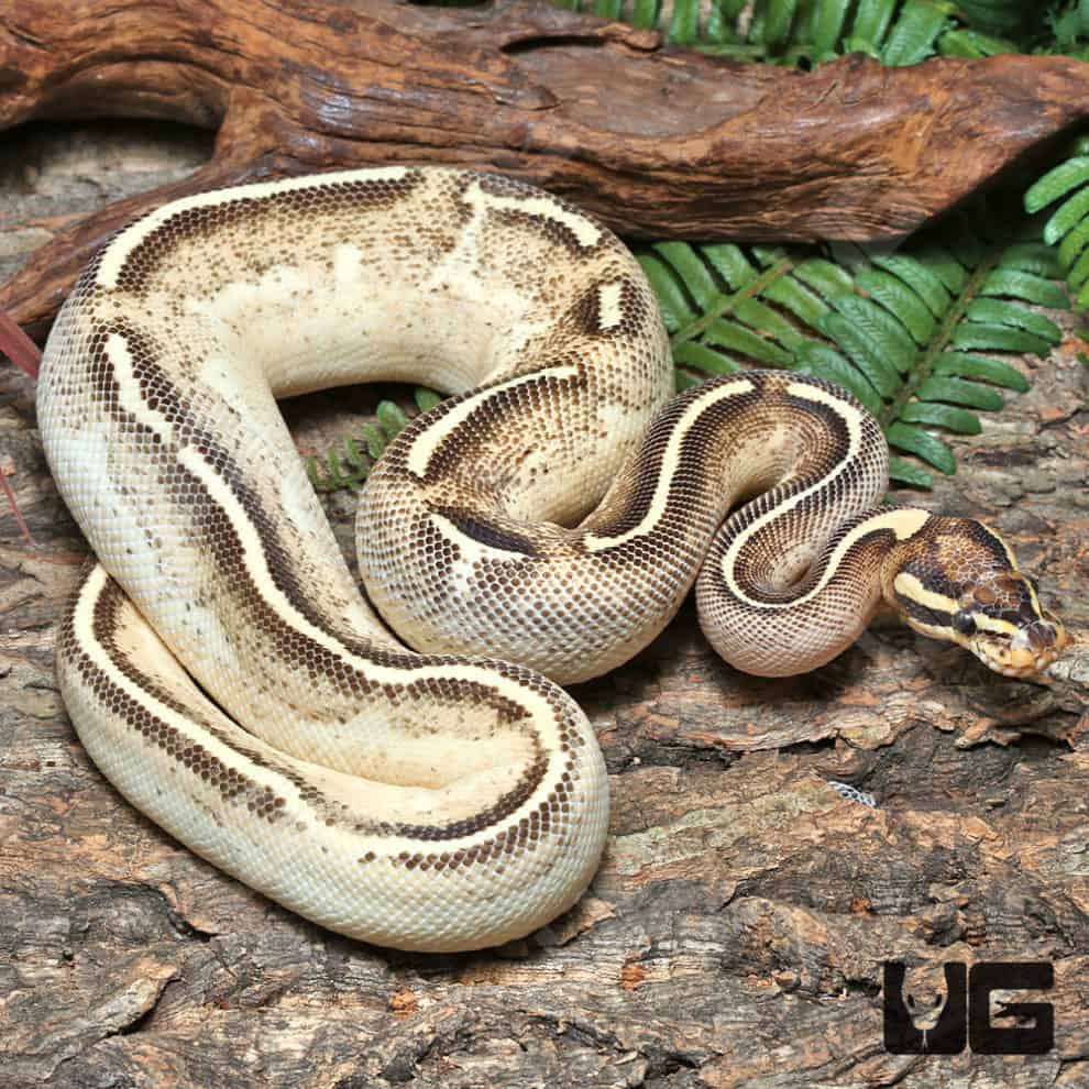 Ball Pythons For Sale - Underground Reptiles