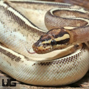 Ball Pythons For Sale - Underground Reptiles
