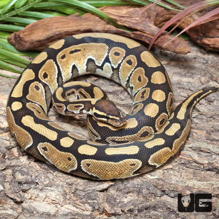 Ball Pythons For Sale - Underground Reptiles