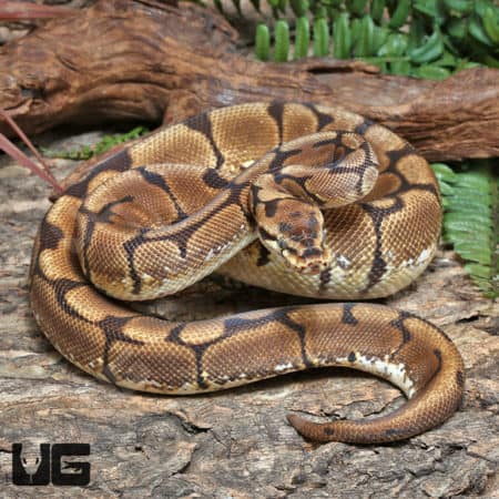 2018 Lavender Albino Spider Ball Python For Sale - Underground Reptiles