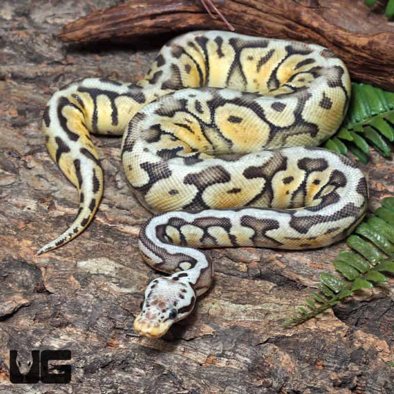 2018 Lavender Albino Spider Ball Python For Sale - Underground Reptiles