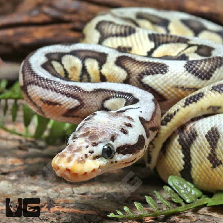 2018 Lavender Albino Spider Ball Python For Sale - Underground Reptiles
