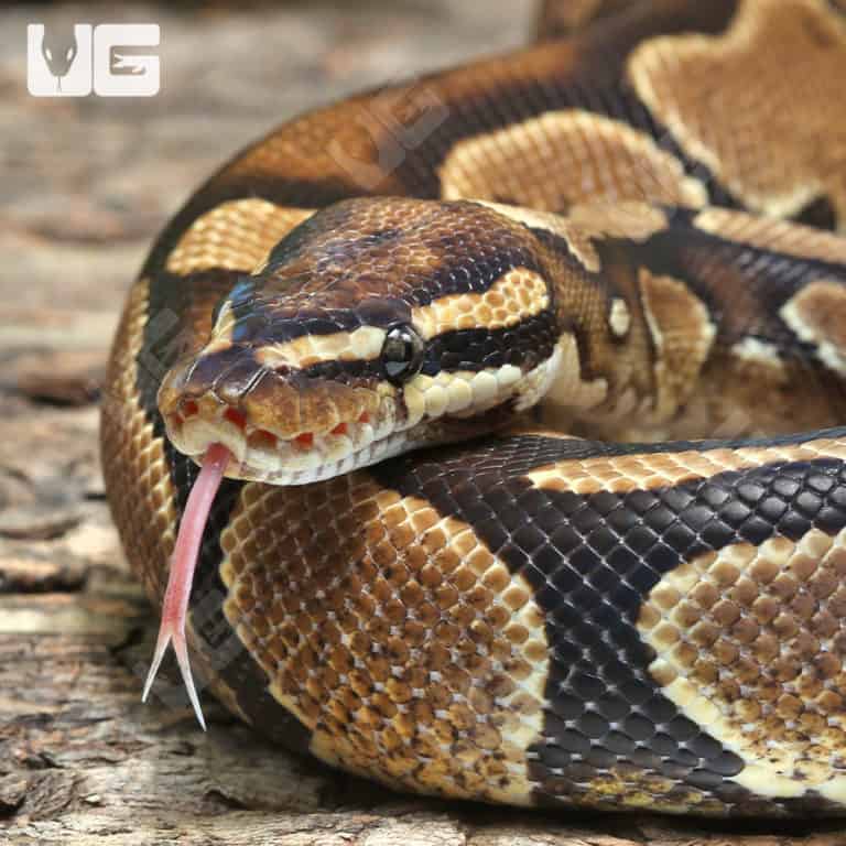 Ball Pythons For Sale - Underground Reptiles