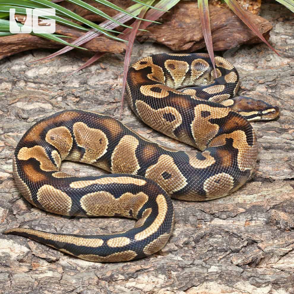 Ball Pythons For Sale - Underground Reptiles