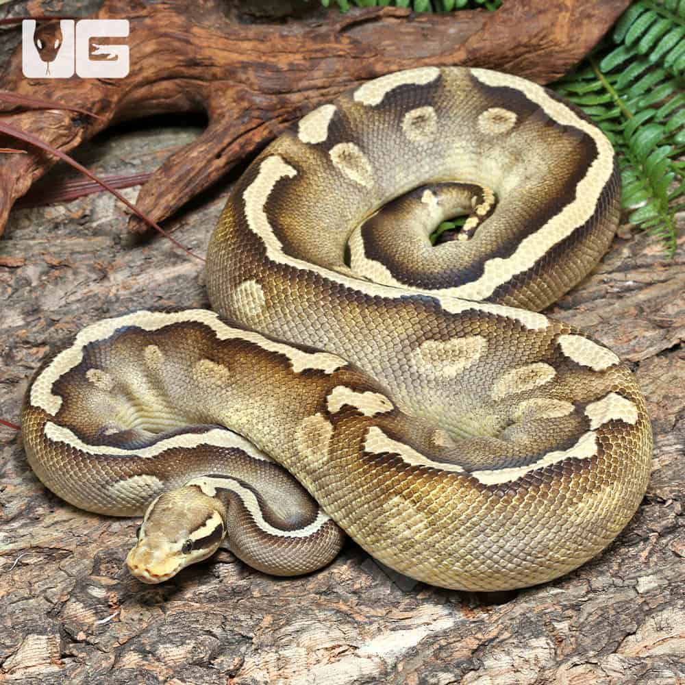 Adult Male GHI Mojave Leopard Blade Pastel Het Clown Ball Python #J79 ...