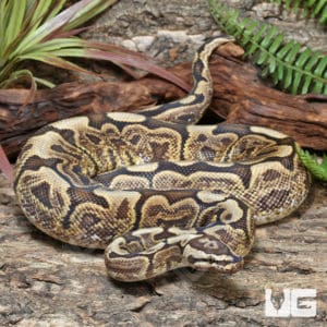 Ball Pythons For Sale - Underground Reptiles