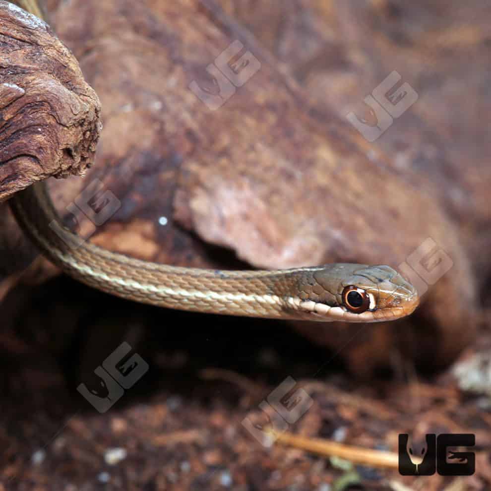 Baby Ribbon Snakes For Sale - Underground Reptiles