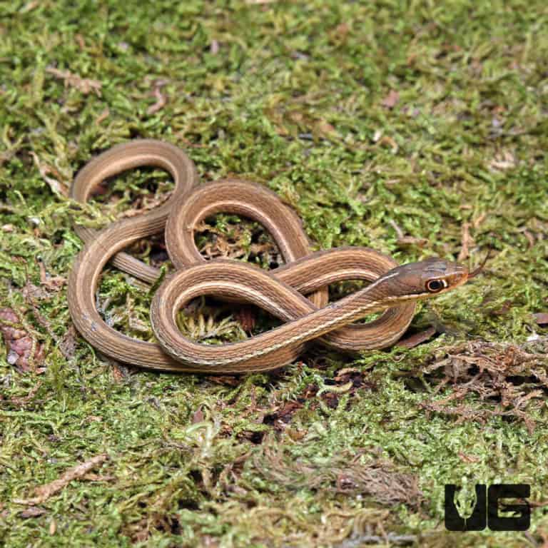 Baby Ribbon Snakes For Sale - Underground Reptiles