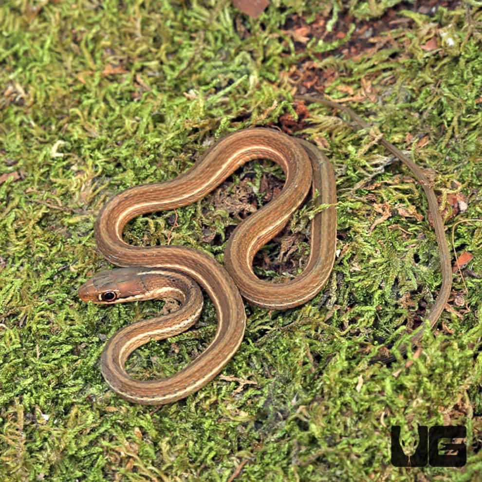Baby Ribbon Snakes For Sale - Underground Reptiles