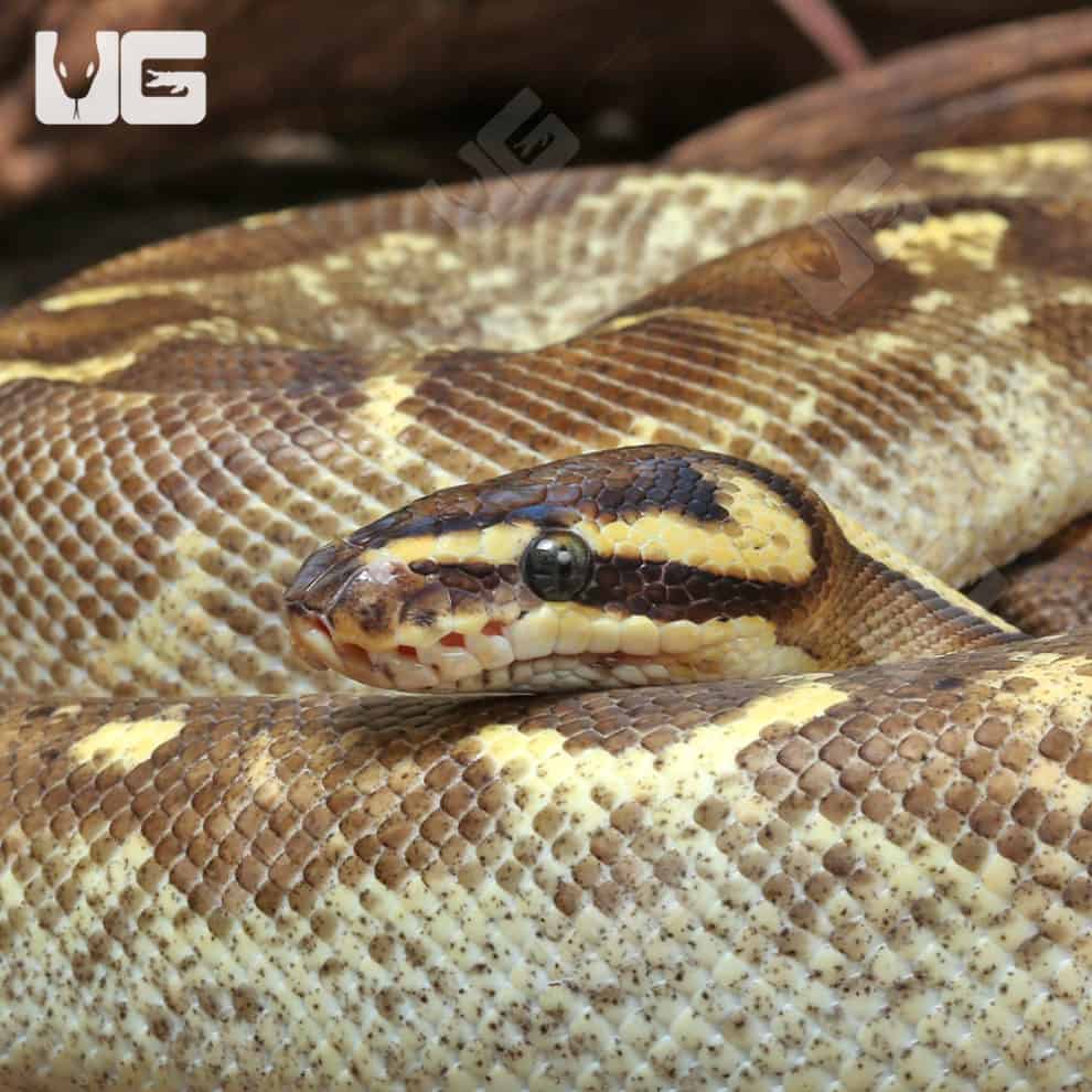 2018 Lavender Albino Spider Ball Python For Sale - Underground Reptiles